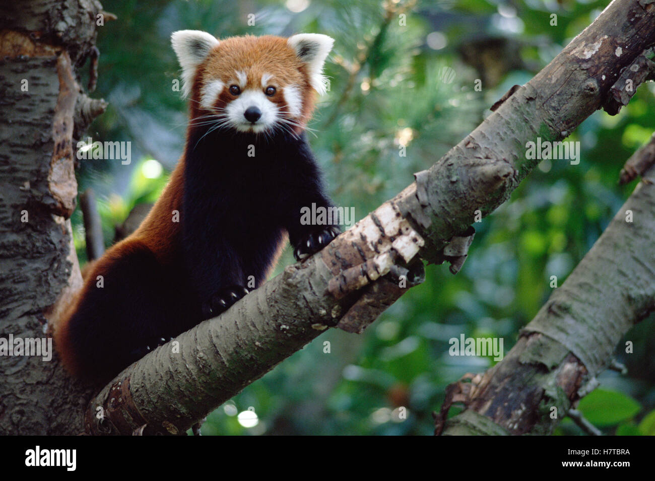 Lesser Panda (Ailurus fulgens) sitting on tree limb, China, Nepal ...
