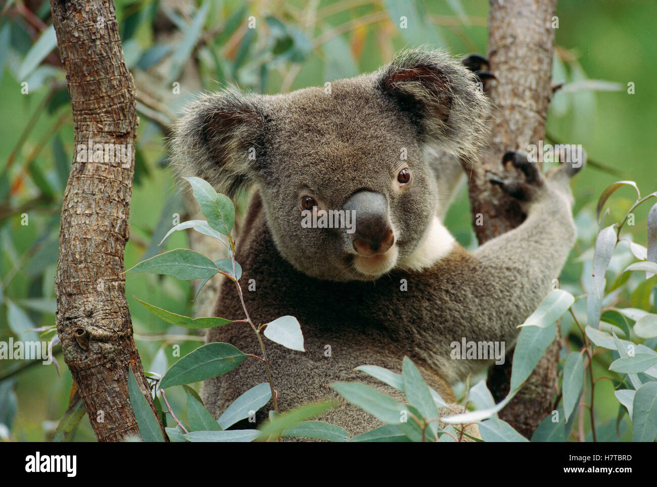 Koala (Phascolarctos cinereus) male in tree, Australia Stock Photo - Alamy
