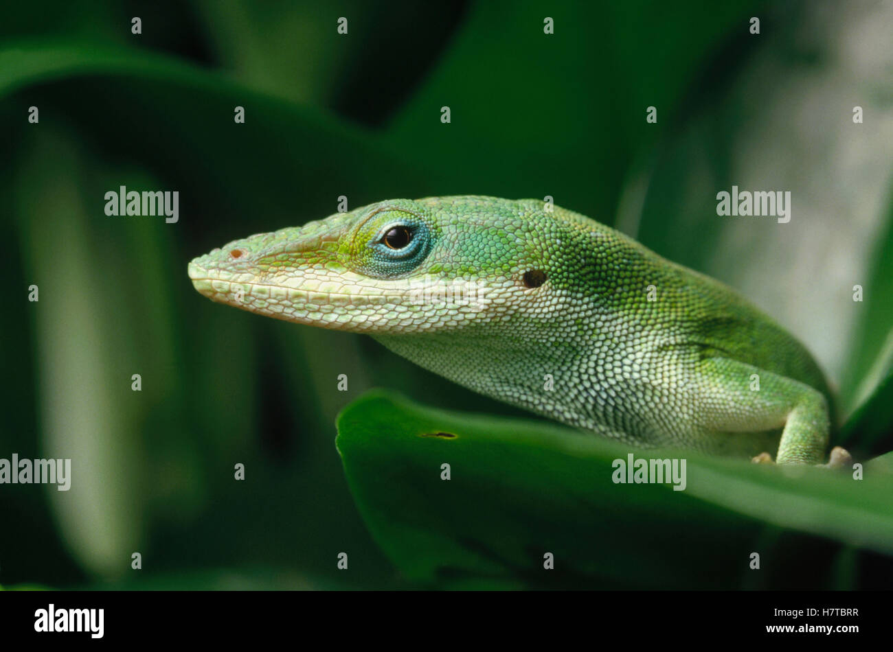 Green Anole (Anolis carolinensis) on leaf, portrait, close up, Caribbean Stock Photo - Alamy