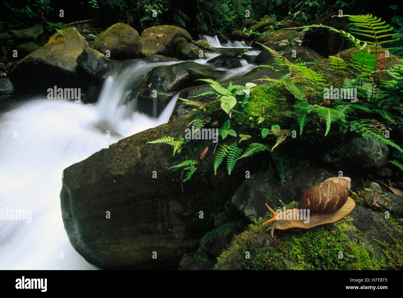 Land Snail along rainforest stream, Los Cedros River Valley, Ecuador ...