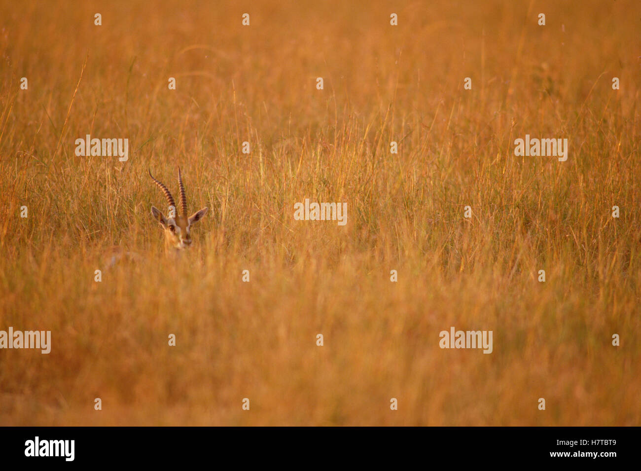 Thomson's Gazelle (Eudorcas thomsonii) hiding in tall grass, Masai Mara ...