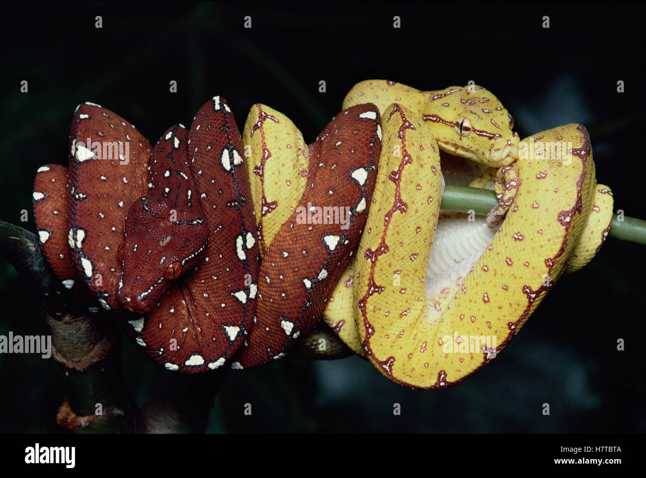 Green Tree Python (Chondropython viridis) two juveniles showing yellow ...