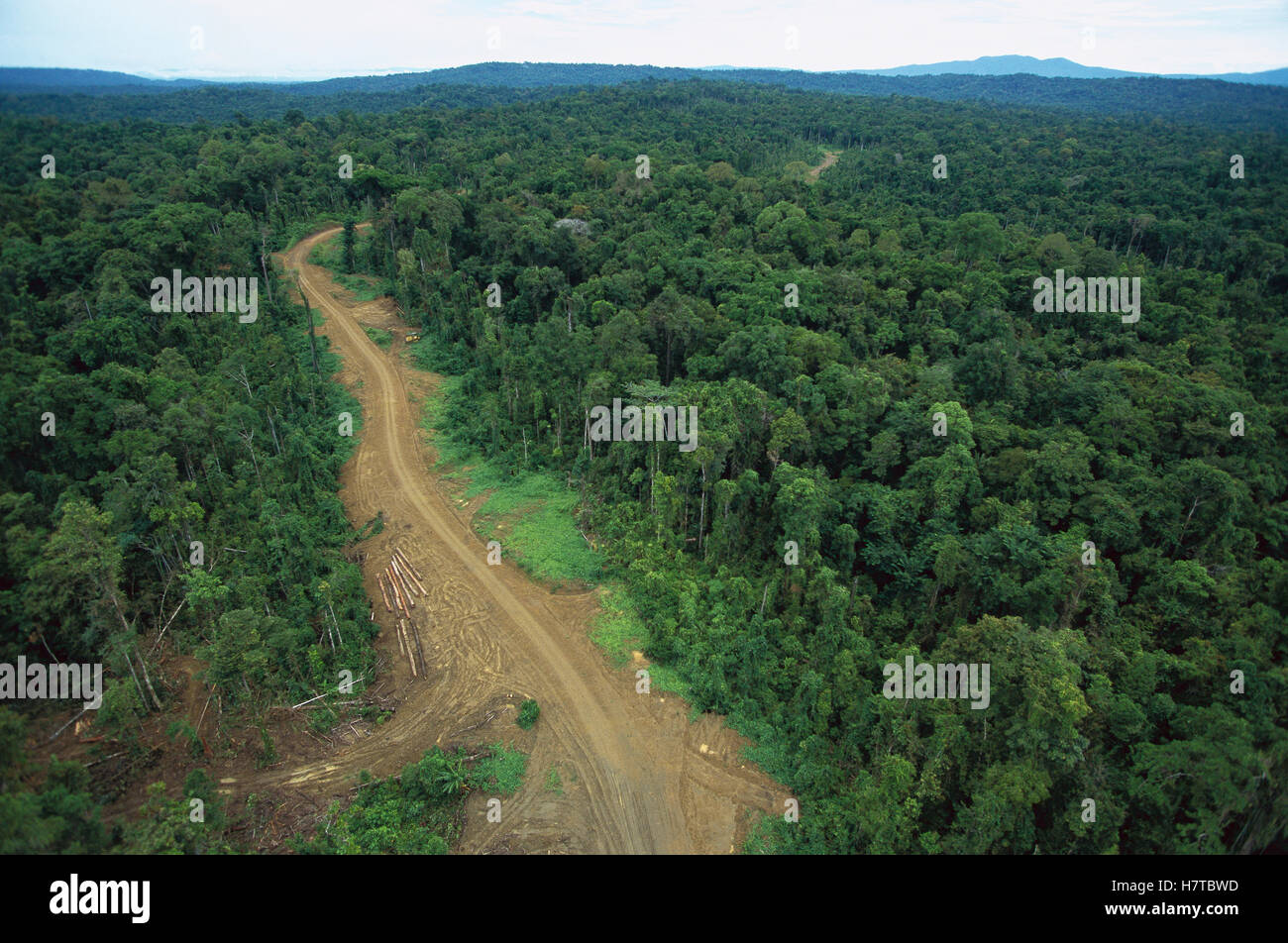 Logging road in lowland tropical rainforest across the broad flood ...