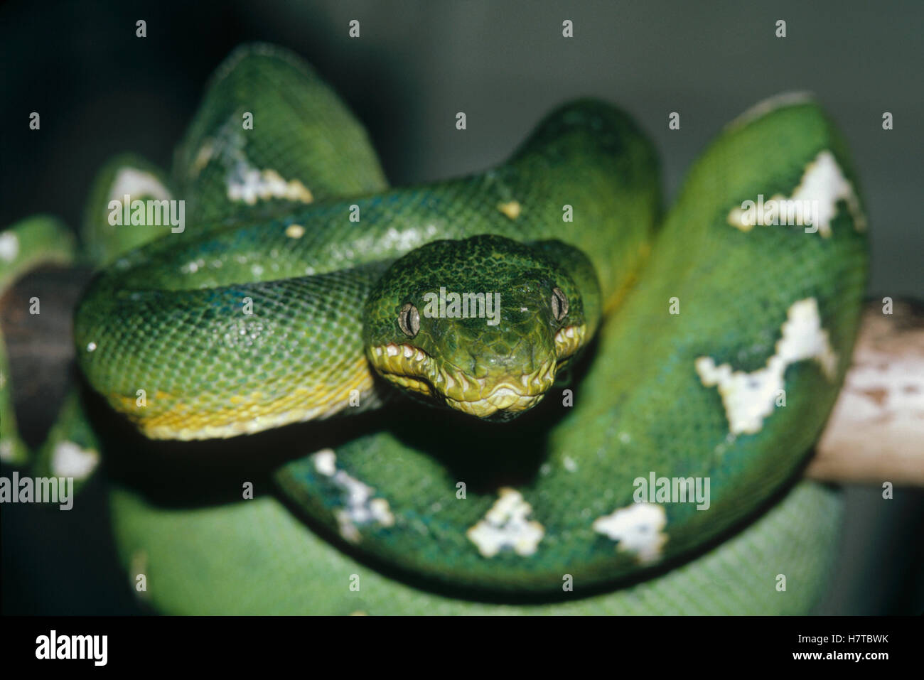 Green Tree Python (Chondropython viridis) portrait, Woodland Park Zoo ...
