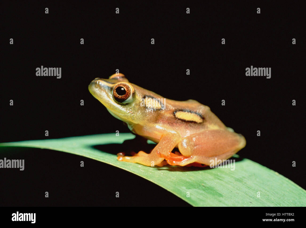 Argus Reed Frog (Hyperolius argus) female portrait, Ndumo Game Reserve ...