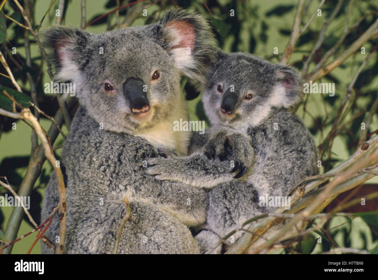 Koala (Phascolarctos cinereus) mother with joey, eastern temperate Australia Stock Photo - Alamy