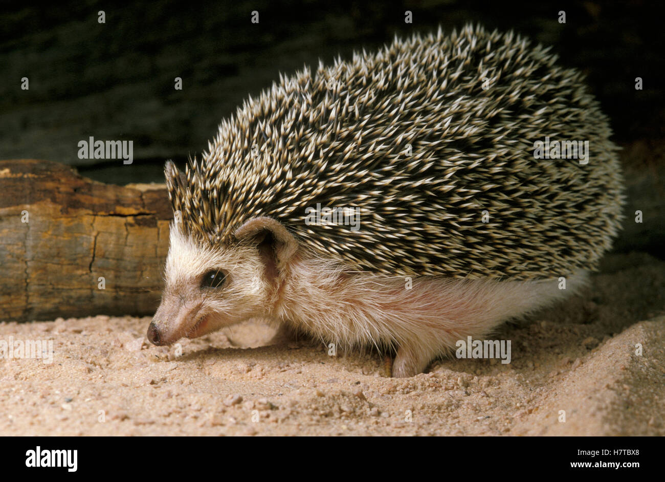 African Hedgehog (Atelerix algirus) portrait, northwest Africa Stock ...