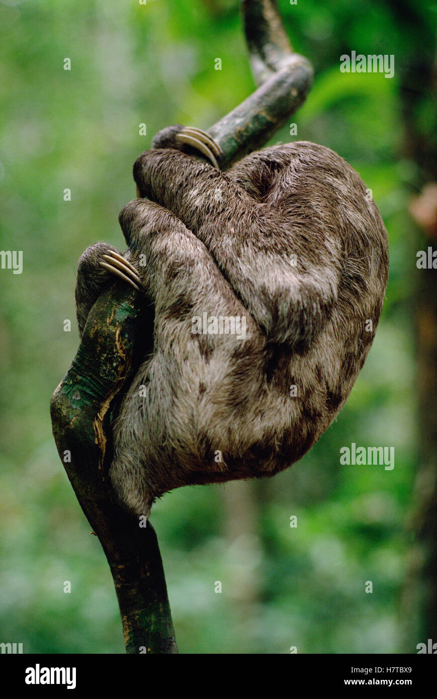 Pale-throated Three-toed Sloth (Bradypus tridactylus) sleeping in tree ...