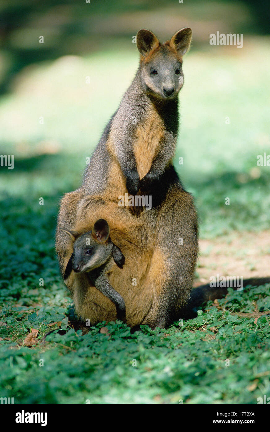 Swamp Wallaby (Wallabia bicolor) mother with joey in pouch, east coast ...