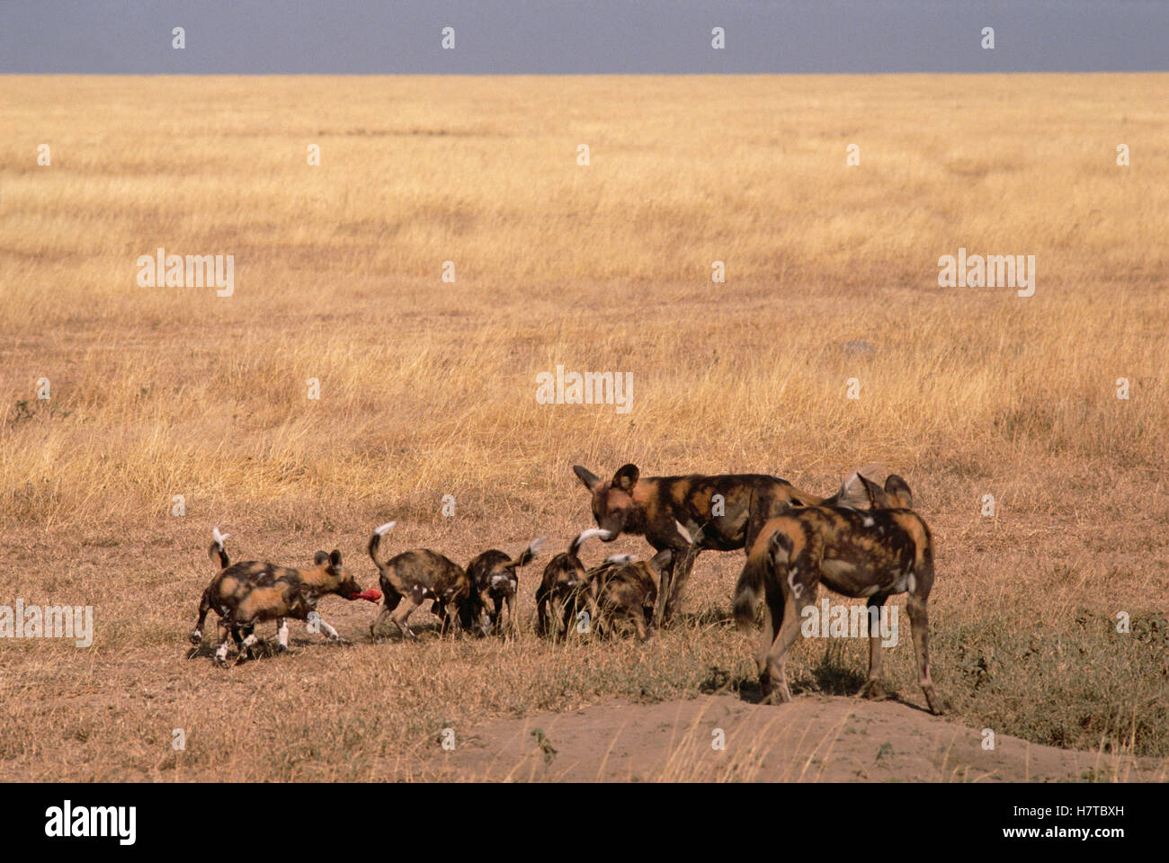 African Wild Dog (Lycaon pictus) family feeding at den entrance, south ...