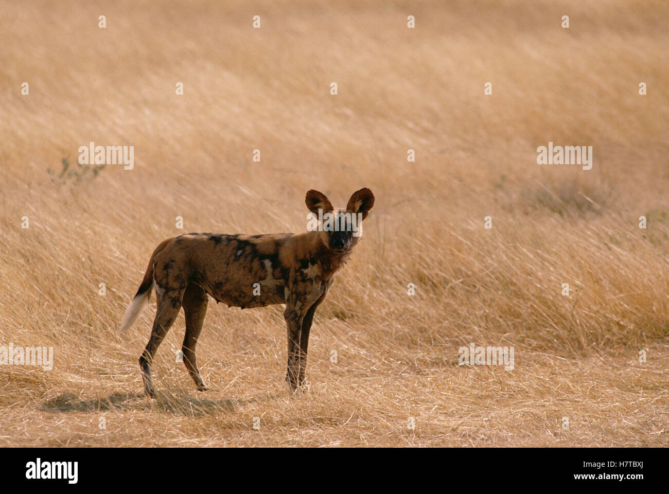 African Wild Dog (Lycaon pictus) portrait, South of Sahara Desert ...