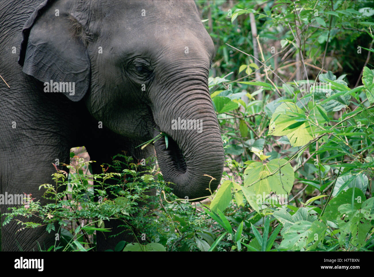 Asian Elephant (Elephas maximus) feeding on rainforest vegetation ...