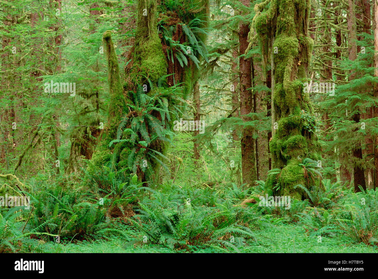 Temperate rainforest interior, Queets River Valley, Olympic National ...