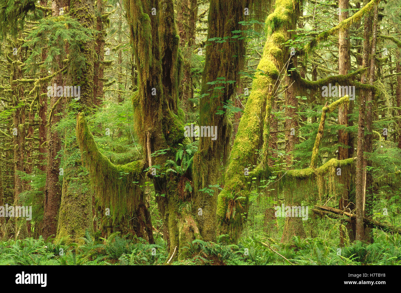 Temperate rainforest interior, Queets River Valley, Olympic National ...