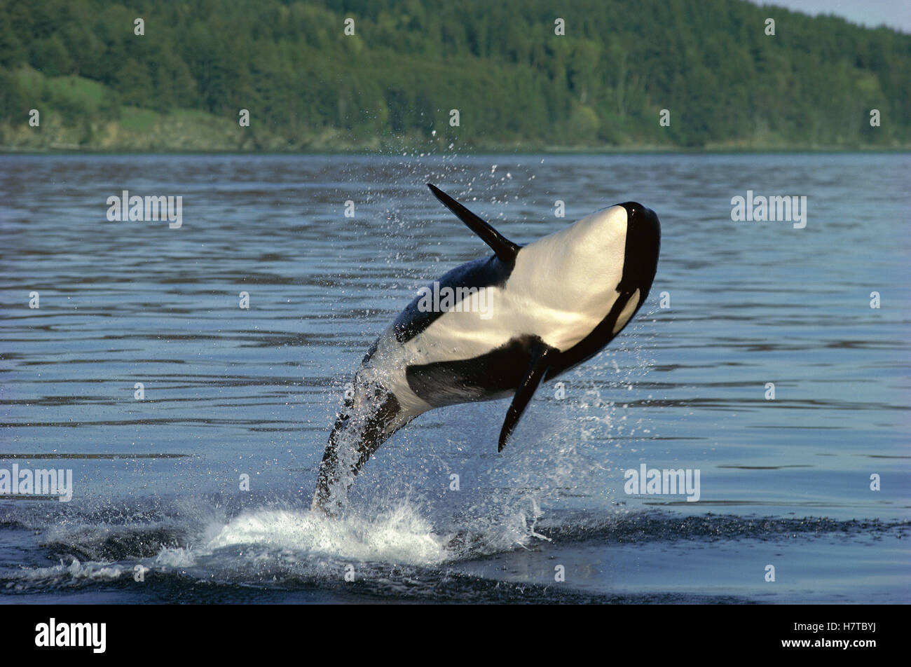 Orca (Orcinus orca) breaching, Inside Passage, Alaska Stock Photo - Alamy