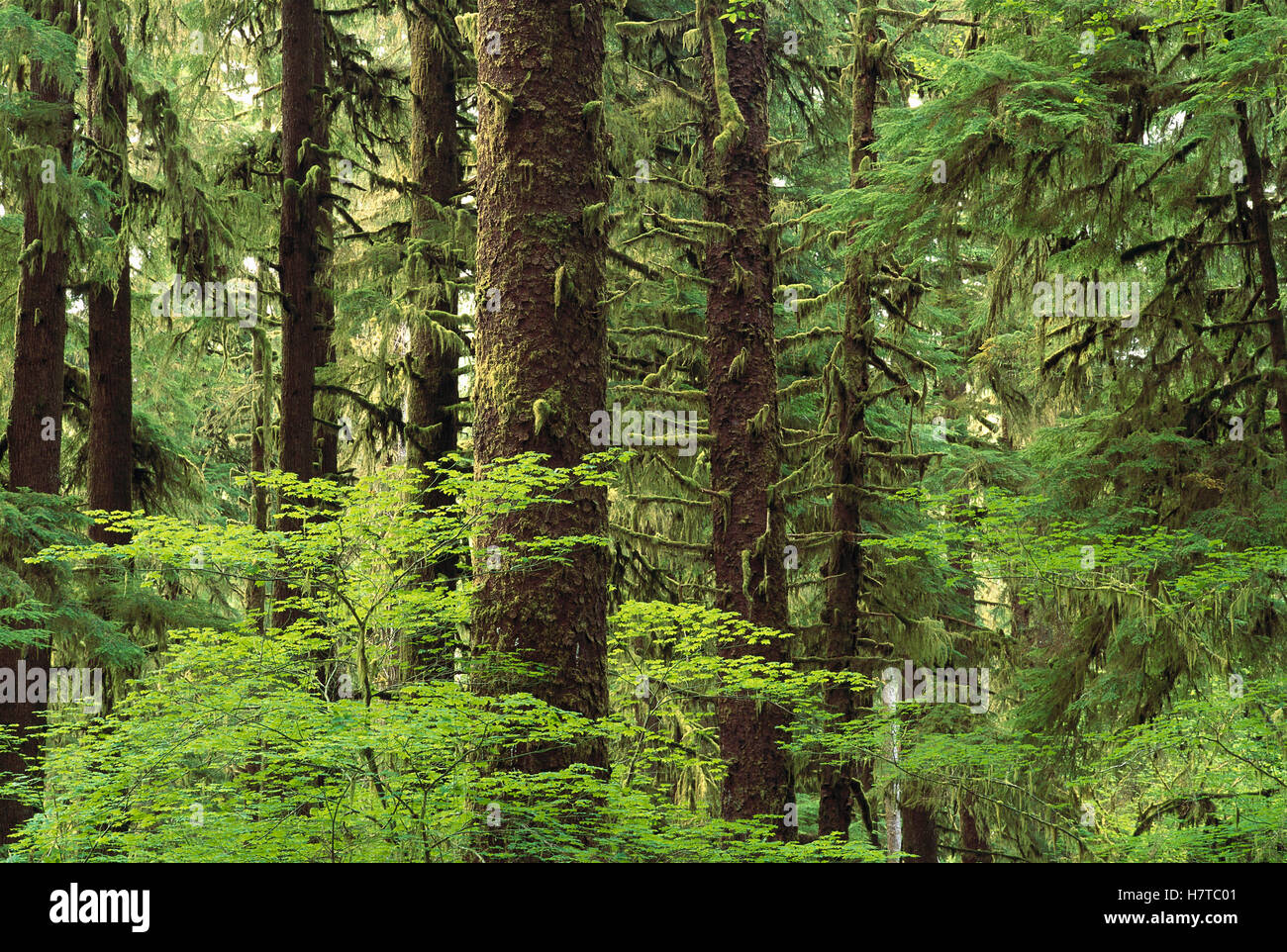 Temperate rainforest, Queets River Valley, Olympic National Park ...