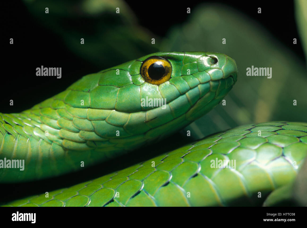 Natal Green Snake (Philothamnus natalensis) portrait, Ndumo Game ...