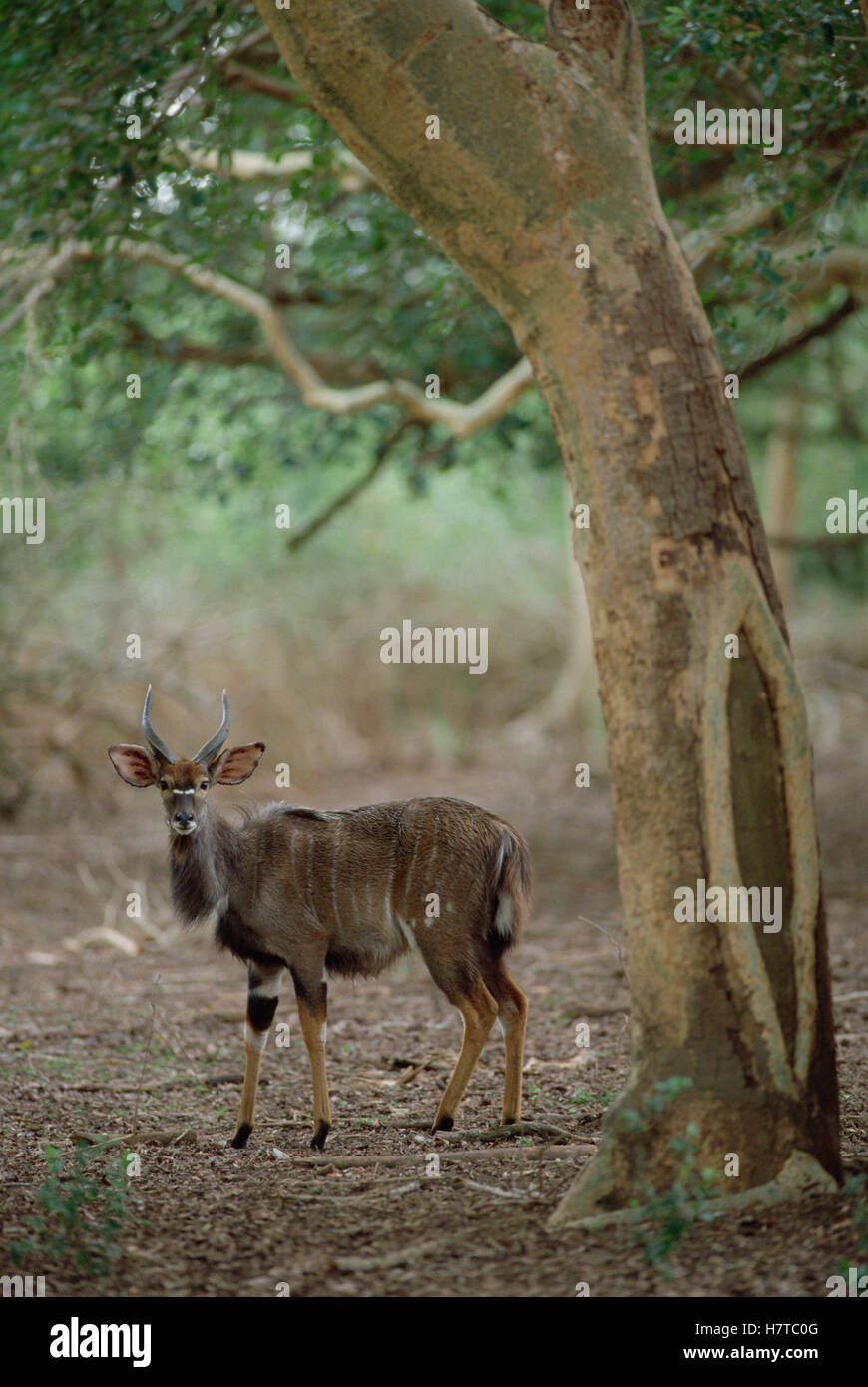 Nyala (Tragelaphus angasii) male standing under a tree, Ndumo Game ...