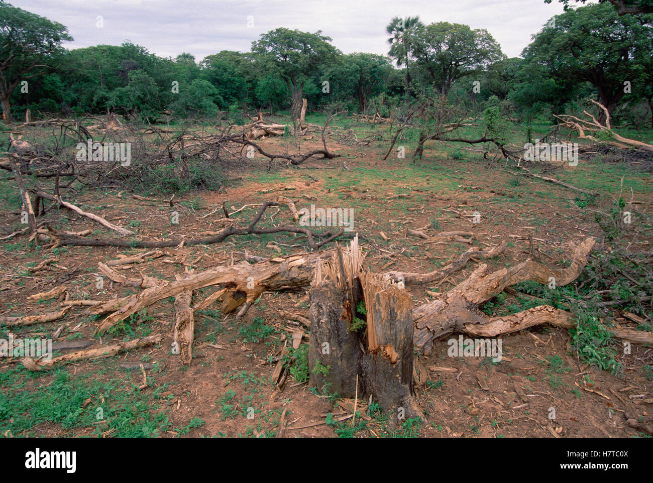 African Elephant (Loxodonta africana) damage to false balsa forest ...