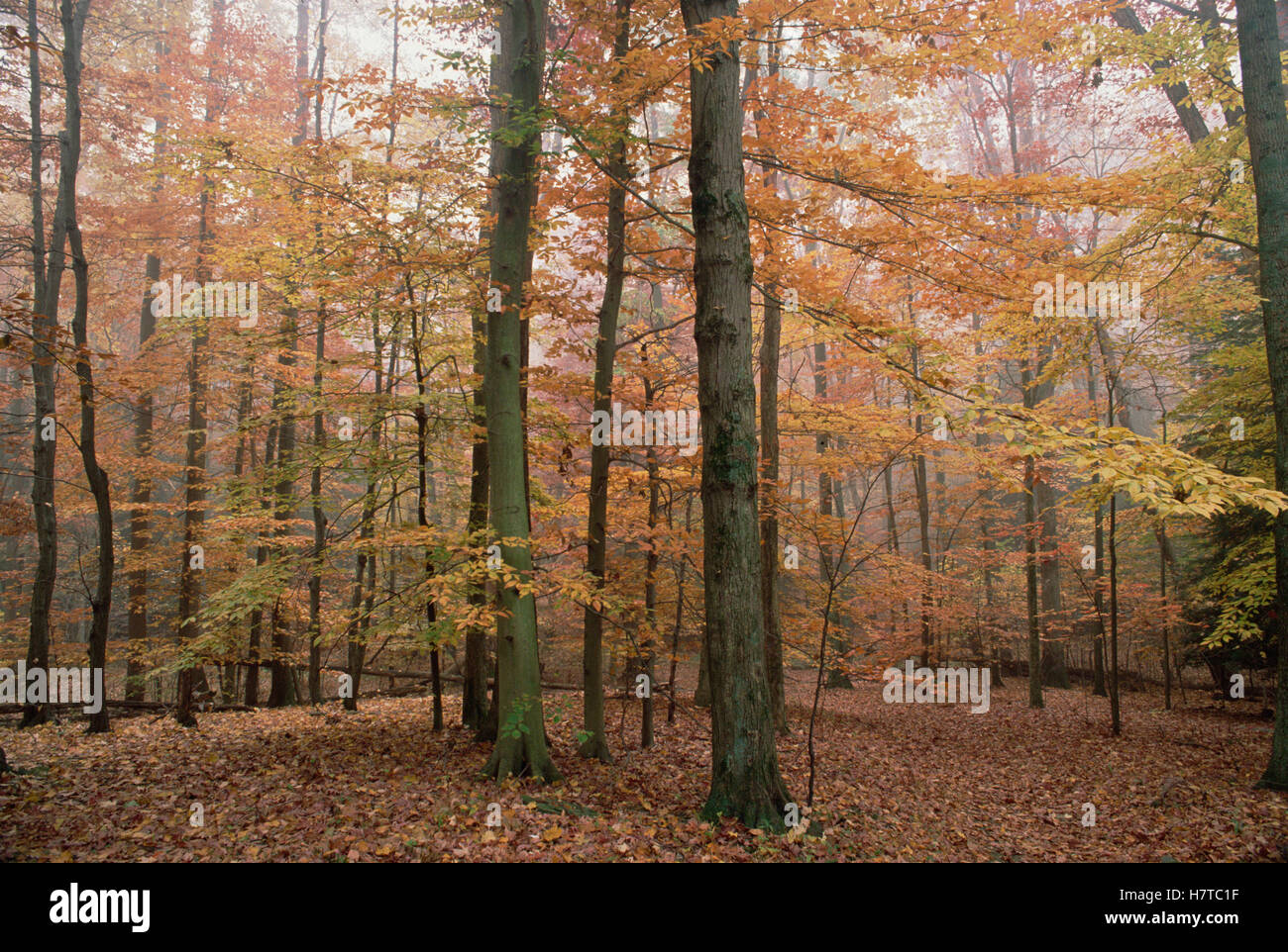 Fall colors in eastern hardwood forest, Catoctin Mountain Park ...
