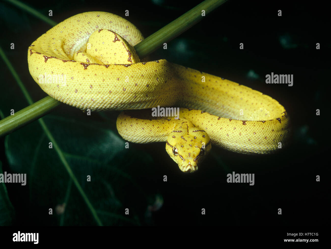 Green Tree Python (Chondropython viridis) juvenile portrait, native to ...