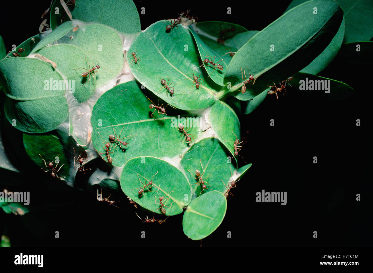 Weaver Ant (Oecophylla longinoda) colony weaving nest from water berry ...