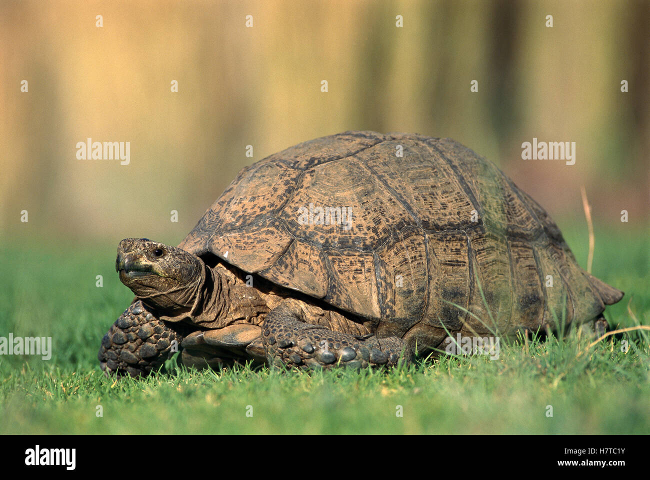 Leopard Tortoise (Geochelone pardalis) portrait, Karoo National Park ...