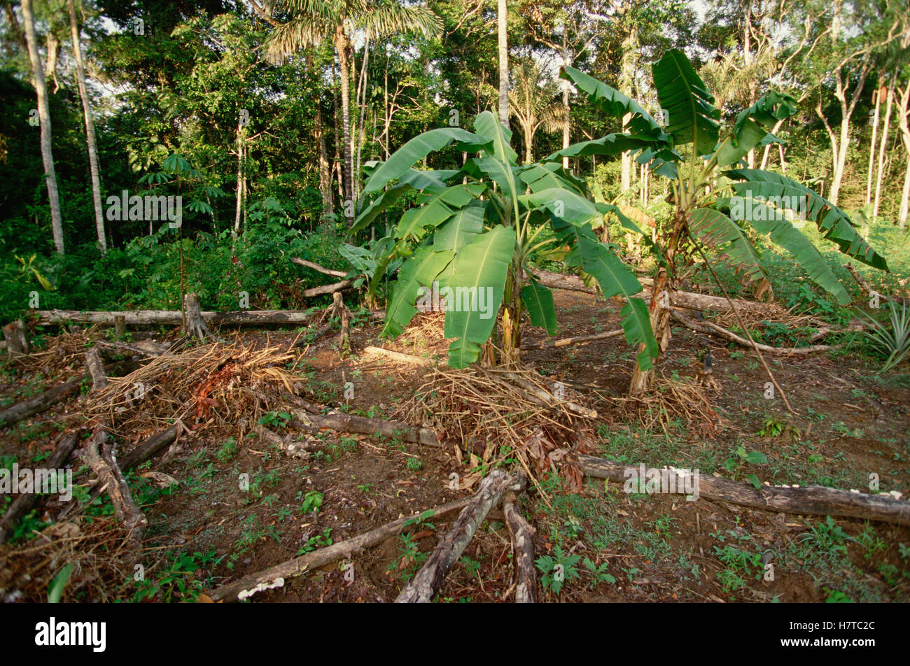 Rainforest slash and burn destruction, south Amazon Basin, Brazil Stock ...