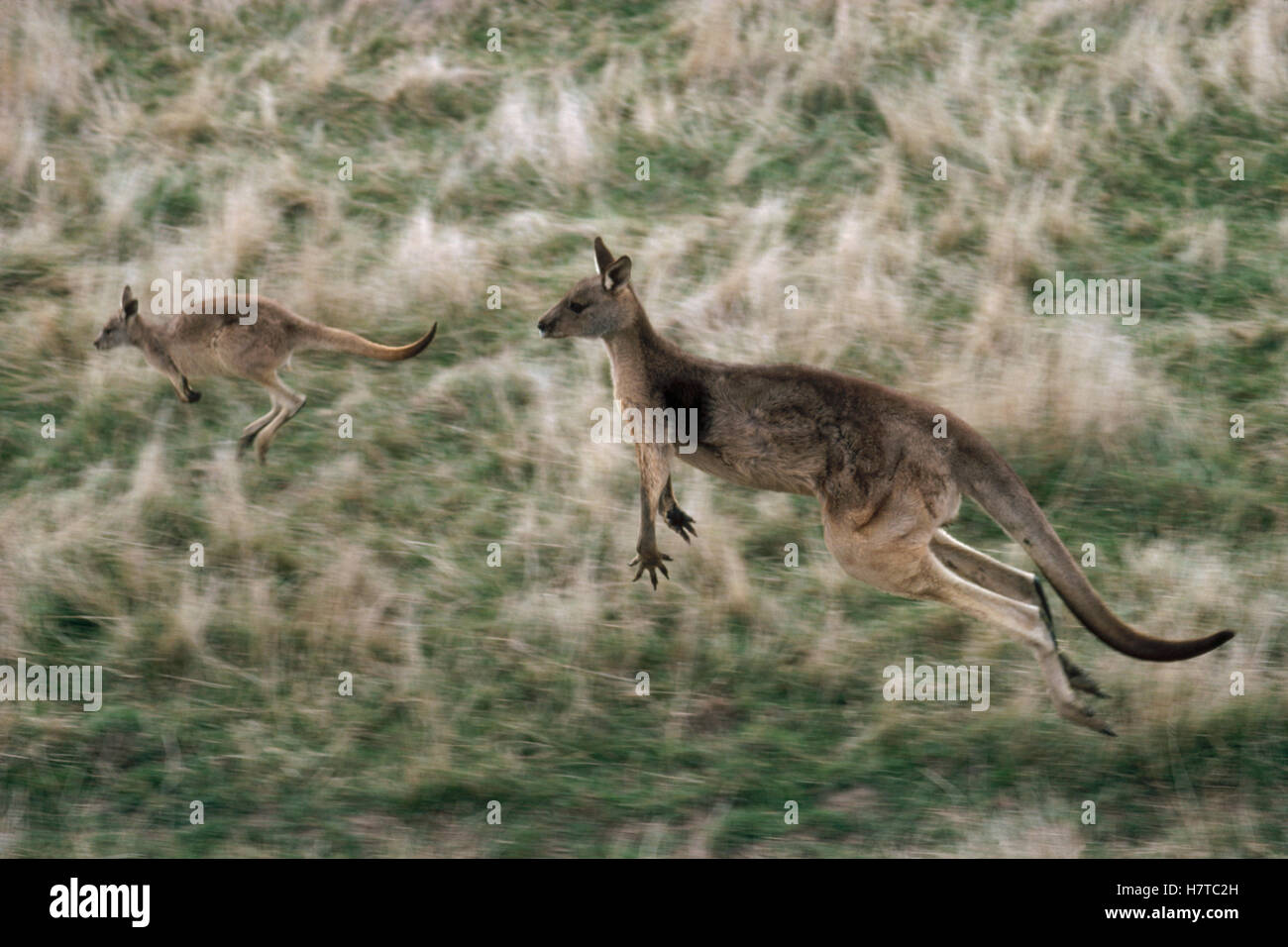 Eastern Grey Kangaroo (Macropus giganteus) mother and young hopping ...