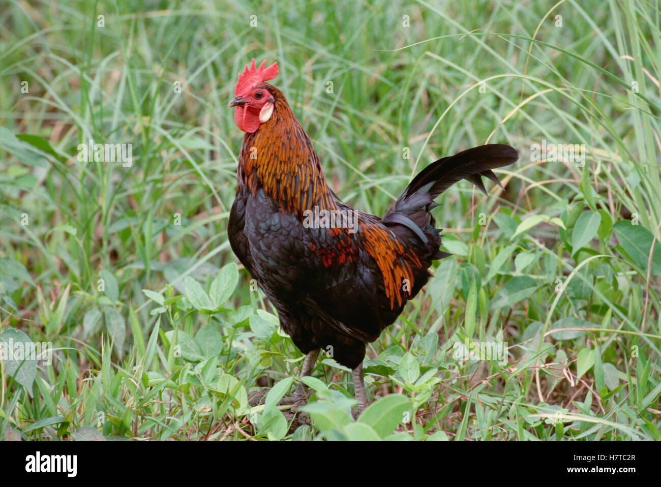 Domestic Chicken (Gallus domesticus) rooster, North America Stock Photo ...