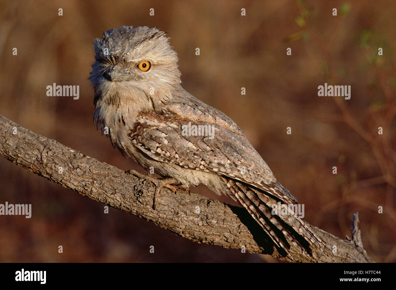 Tawny Frogmouth (Podargus strigoides) perching on branch, Australia ...