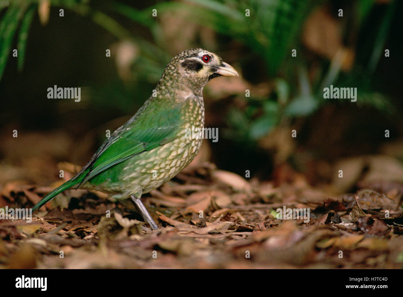 Green Catbird (Ailuroedus crassirostris) portrait, coastal southeast ...