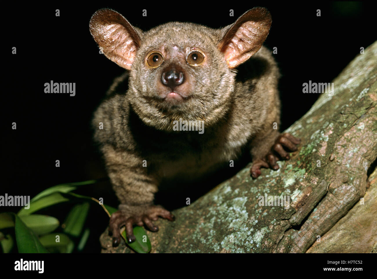 Thick-tailed Bush Baby (Otolemur crassicaudatus) in tree at night ...