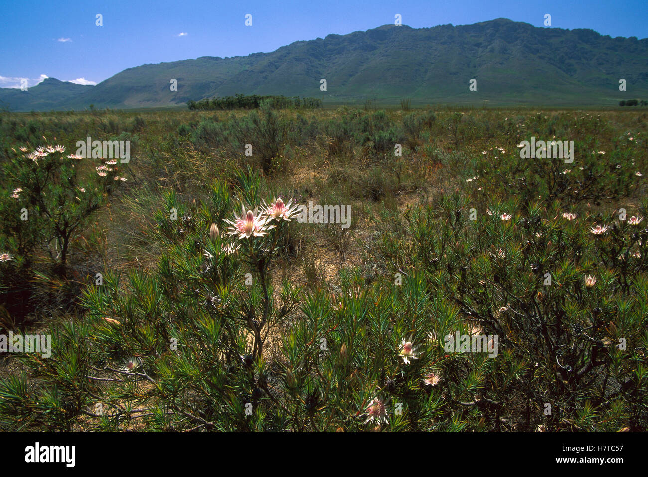 Dagger-leaf (Protea mucronifolia) in lowland fynbos, South Africa Stock Photo - Alamy
