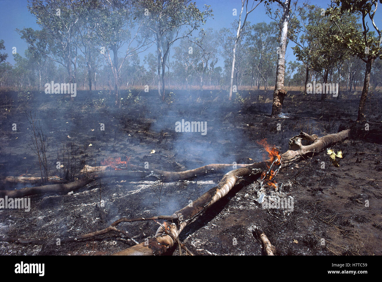 Bush fire burning dry grasses and eucalyptus trees, Kakadu National ...