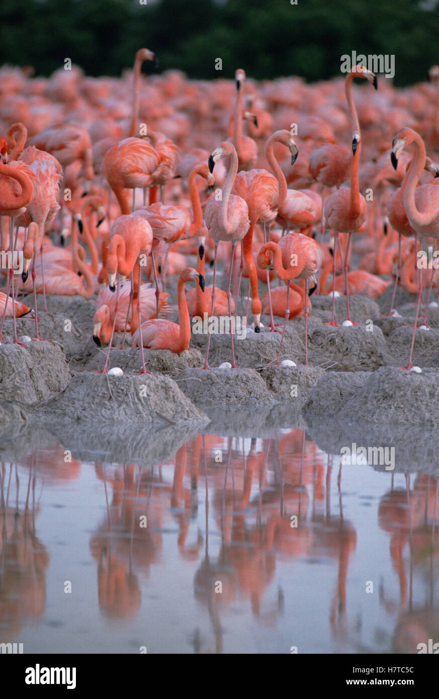 Greater Flamingo (Phoenicopterus ruber) group at waters edge, Inagua ...