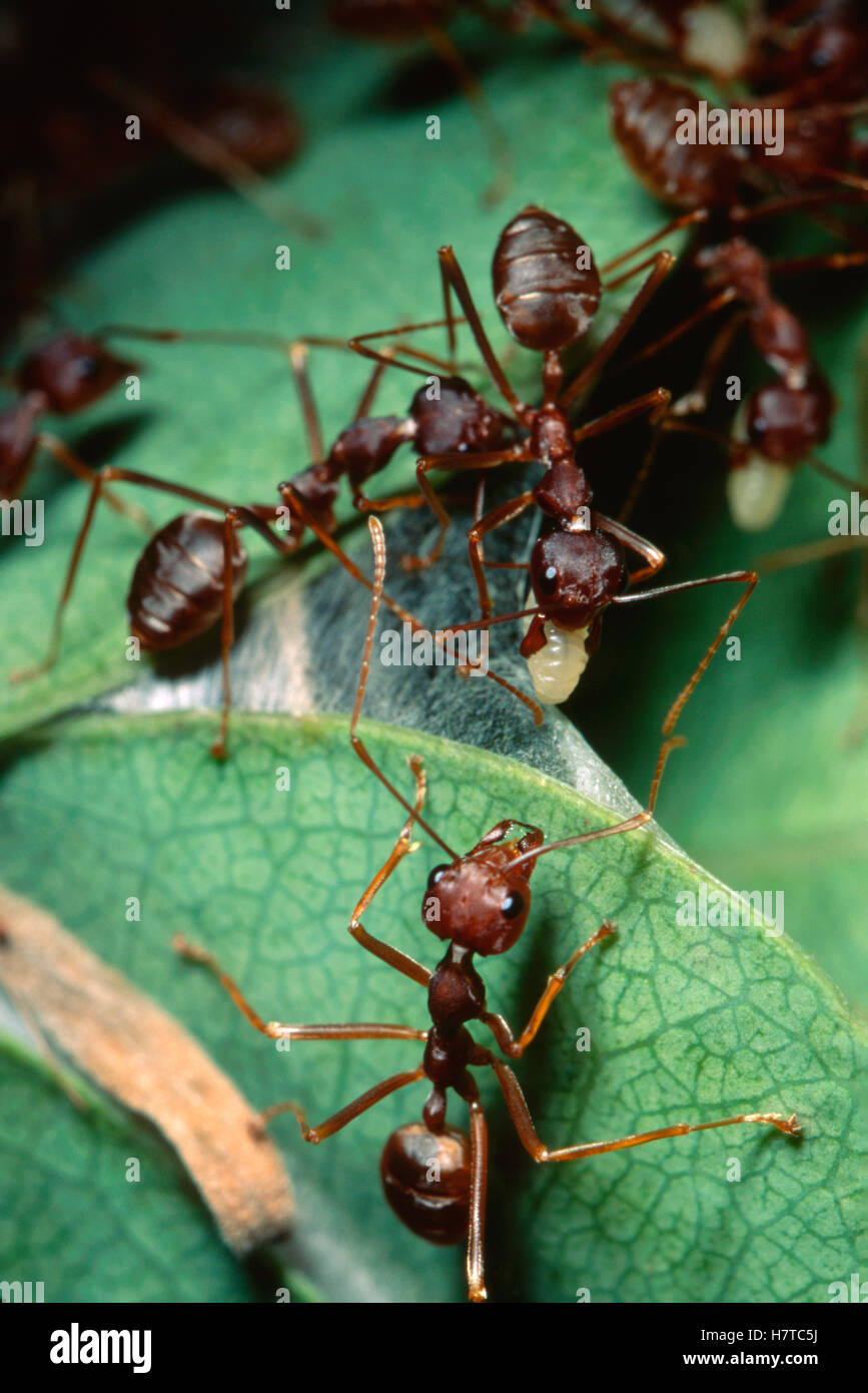 Weaver Ant (Oecophylla longinoda) workers using larvae silk to weave ...
