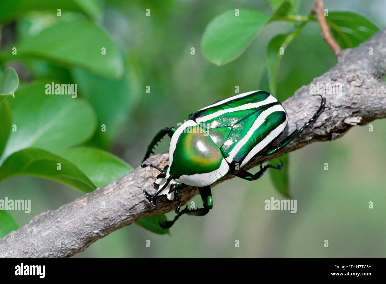 Emerald Fruit Chafer Beetle (Dicronorrhina derbyana) on branch, Zambezi ...