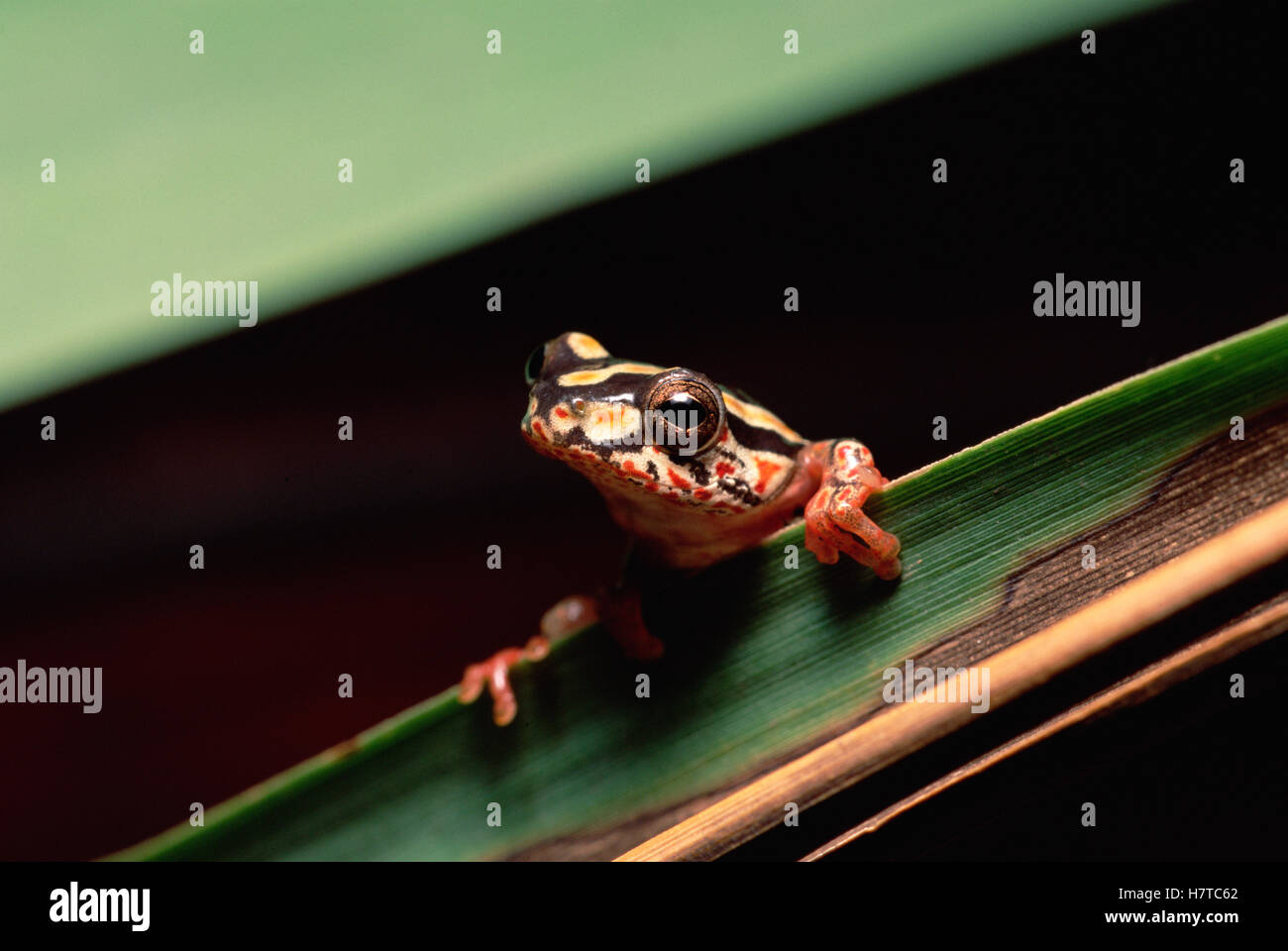 Painted Reed Frog (Hyperolius marmoratus) clinging to leaf, Ndumo Game ...