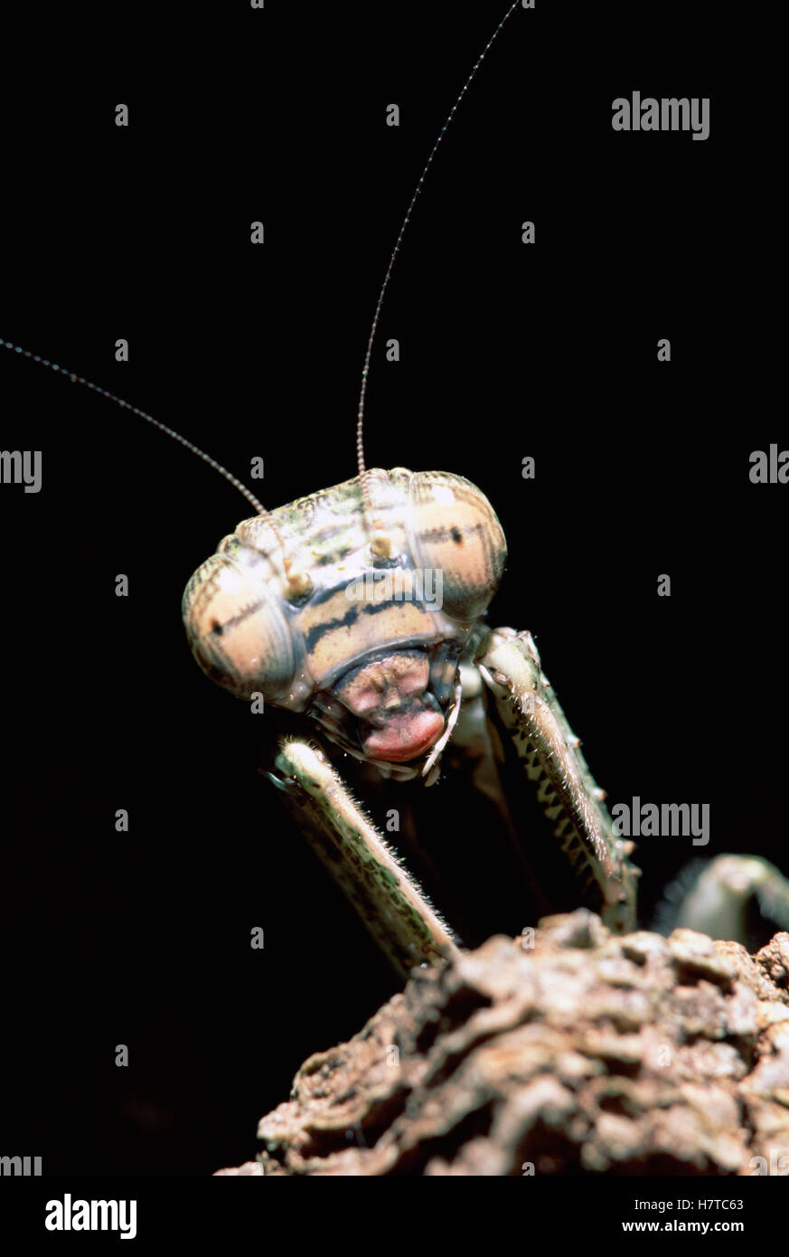 Cryptic-bark Praying Mantis (Amorphoscelidae) portrait, Ndumo Game ...