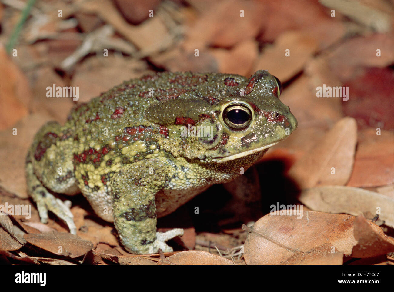 Tremolo Sand Frog (Tomopterna cryptotis) among leaves on rainforest ...