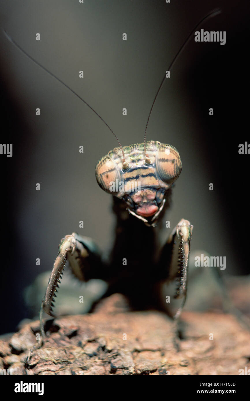 Cryptic-bark Praying Mantis (Amorphoscelidae) portrait, Ndumo Game ...