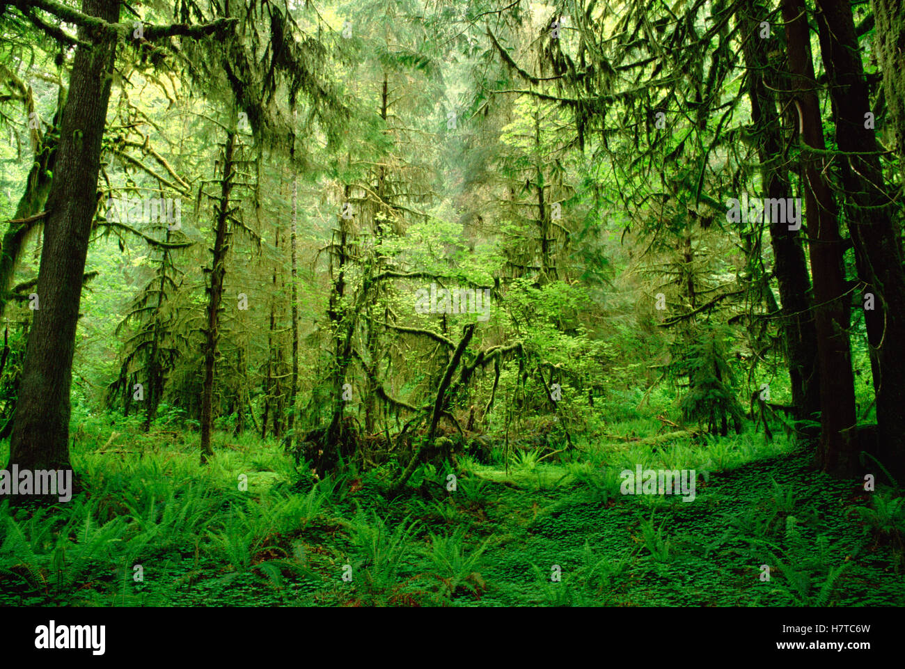 Temperate rainforest, Hoh River Valley, Olympic National Forest ...