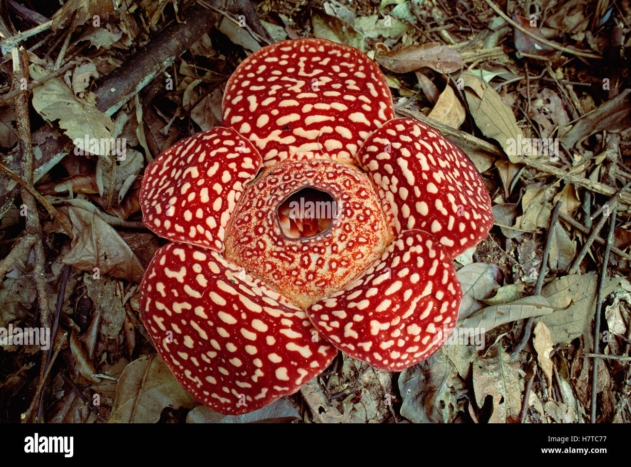 Rafflesia (Rafflesia keithii) growing on rainforest floor, Borneo Stock ...