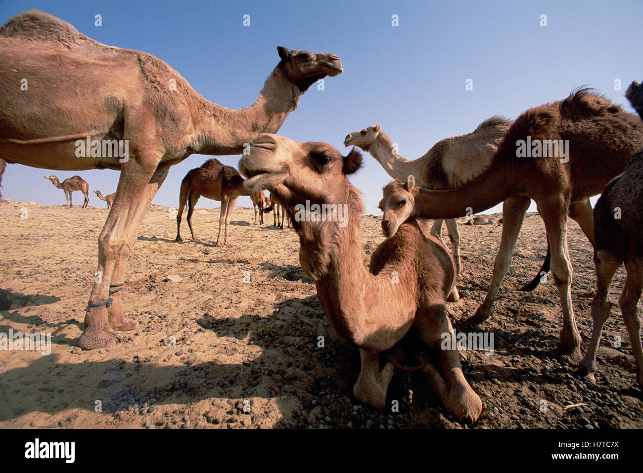 Dromedary (Camelus dromedarius) camels, Oasis Dakhia, Sahara, Egypt ...