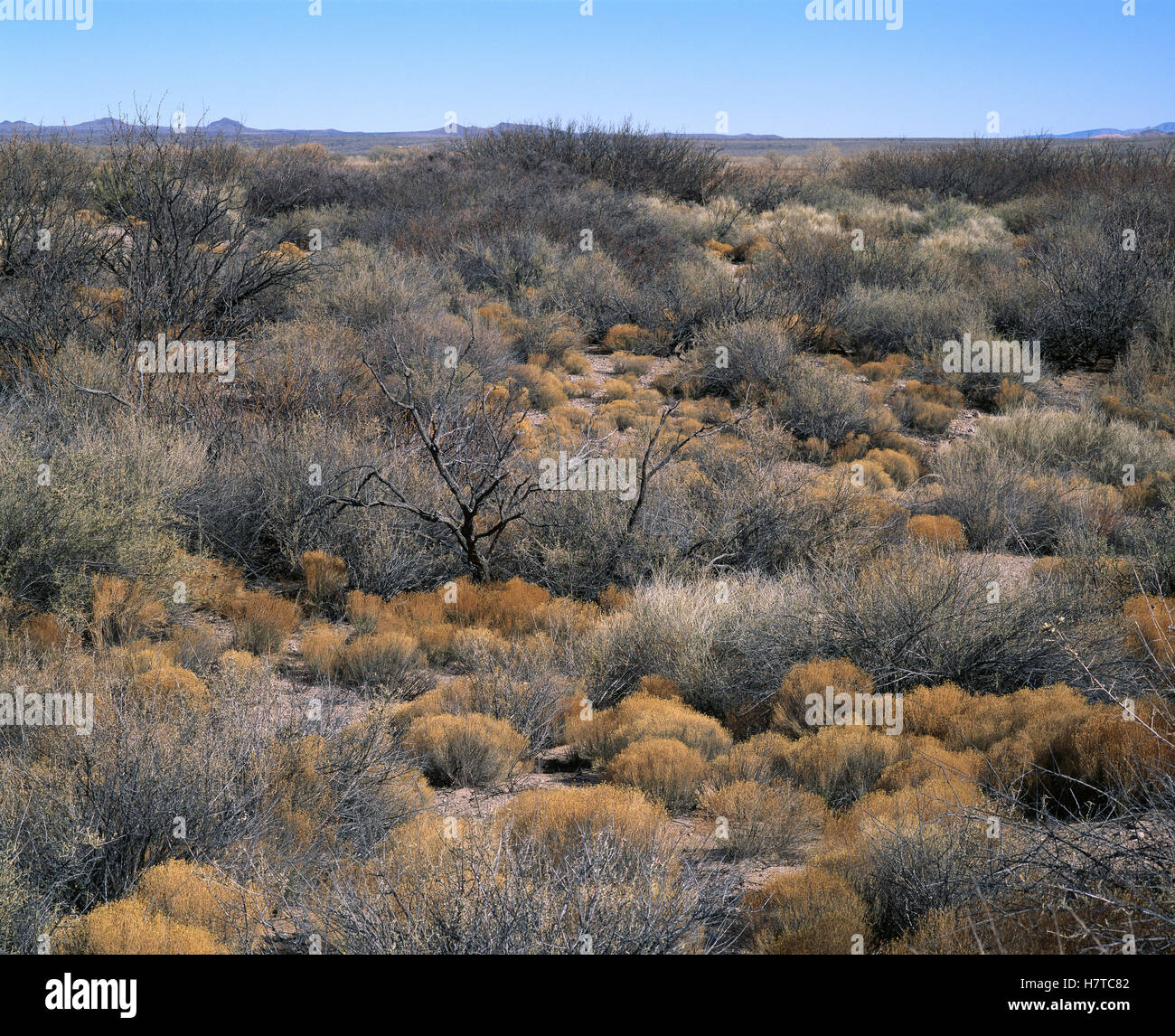 Lowland chaparral in the Rio Grande River Valley, Bosque del Apache ...