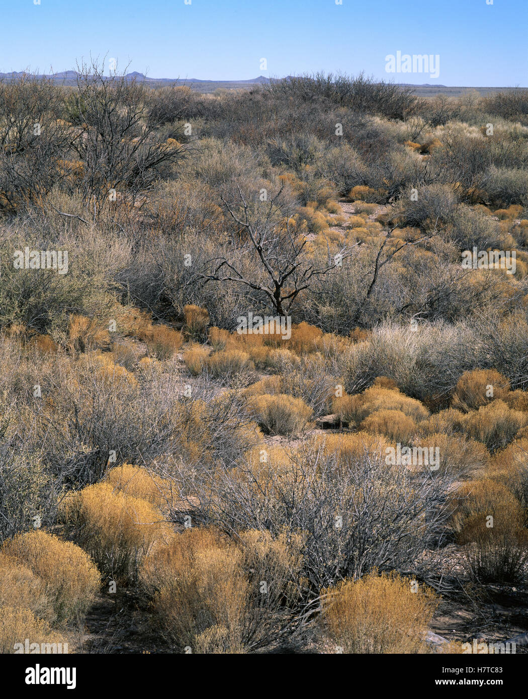 Lowland chaparral in the Rio Grande River Valley, Bosque del Apache ...