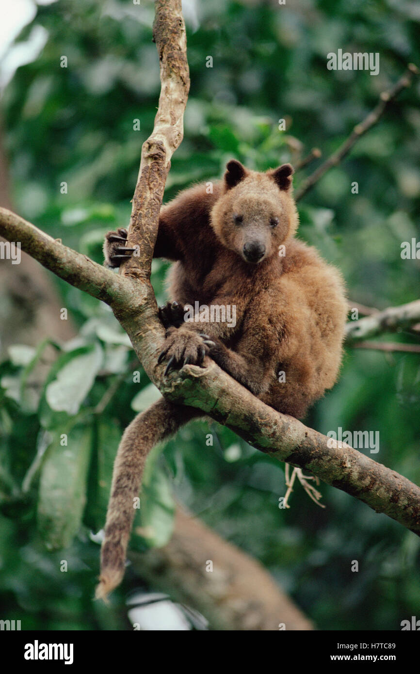 Doria's Tree Kangaroo (Dendrolagus dorianus) montane forest, Papua New ...