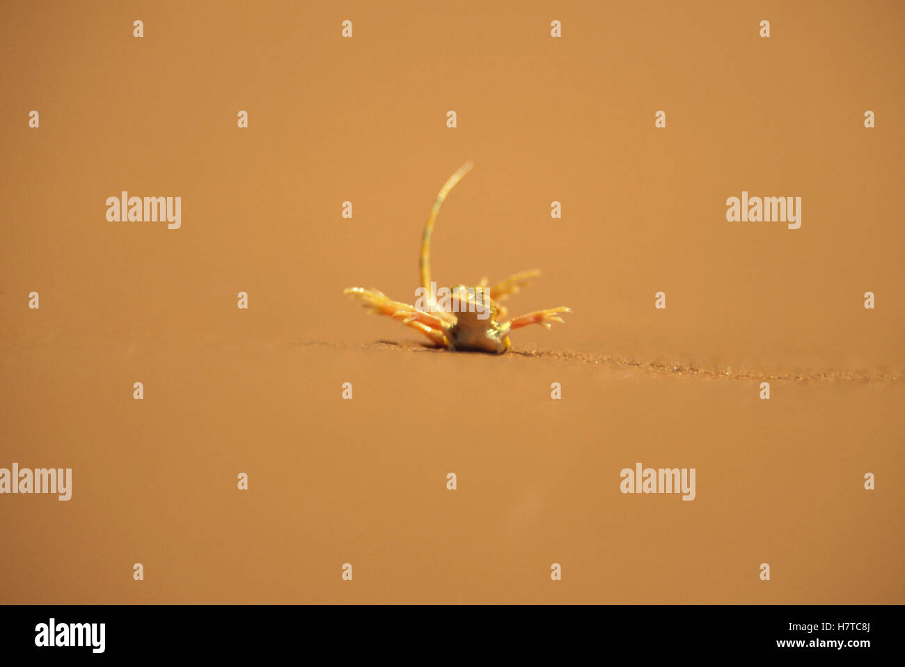 Anchieta's Desert Lizard (Meroles anchietae) lifting feet for heat ...