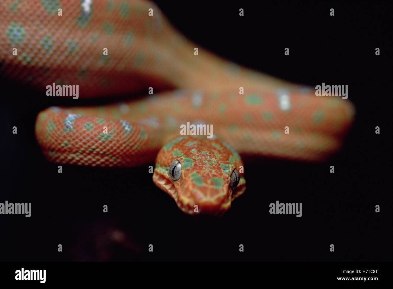 Emerald Tree Boa (Corallus caninus) juvenile, Amazon Basin Stock Photo ...